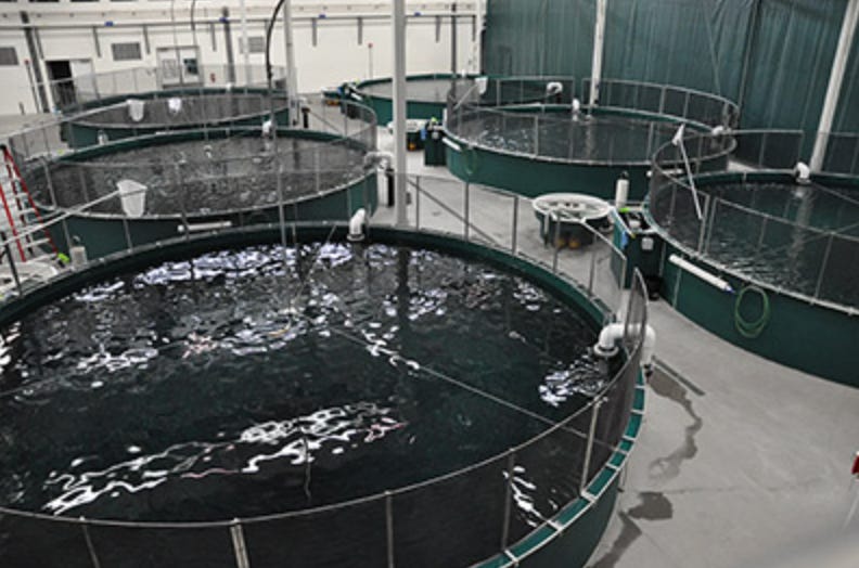 Fish hatcheries, long seen as a last resort, get a new look amid Yukon ...